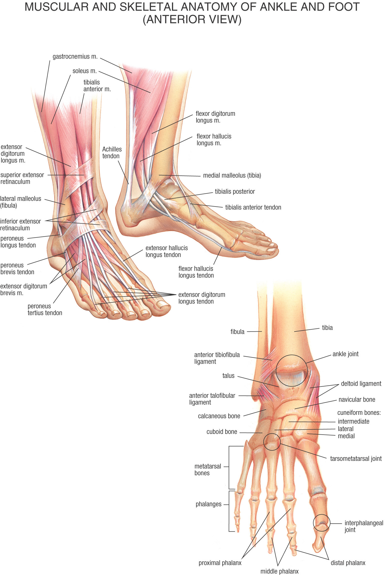HB Anatomy Feet HB Anatomy Feet