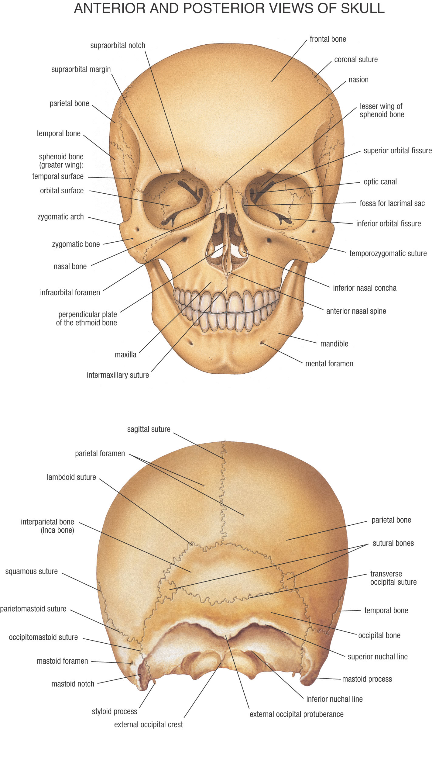HB Anatomy Skull HB Anatomy Skull