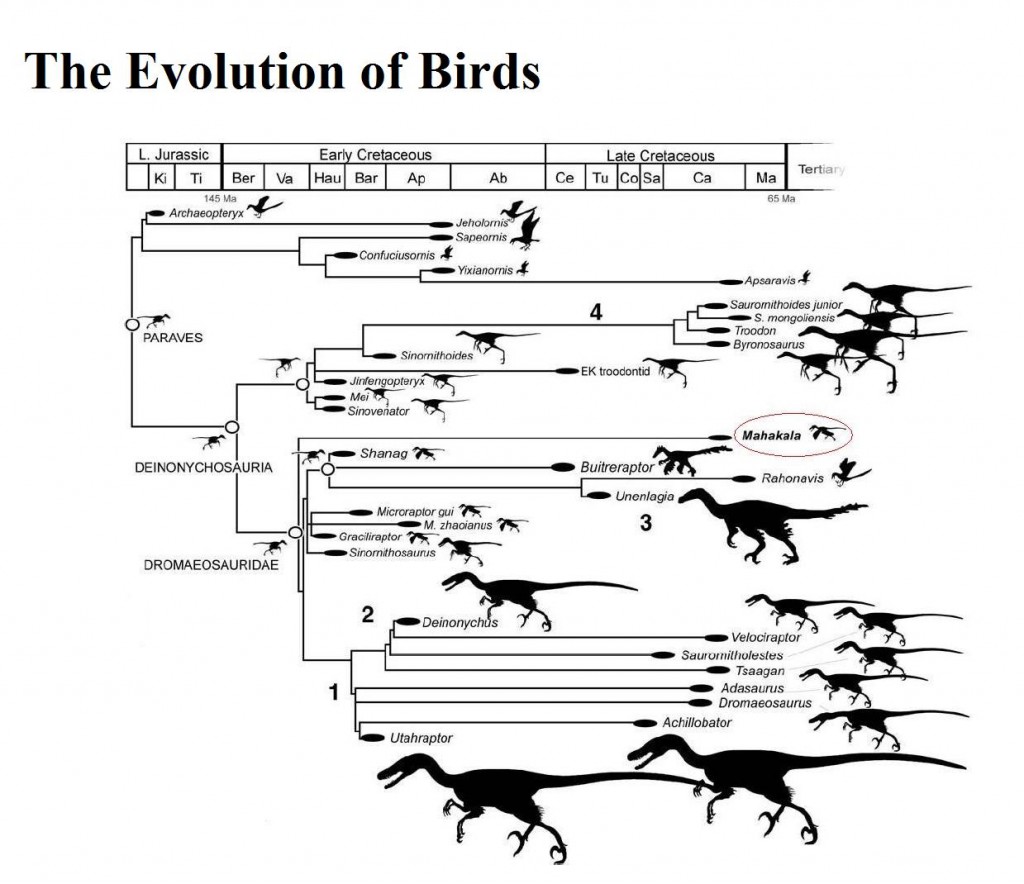 Evolution of Birds