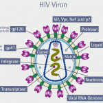 HIV Viron